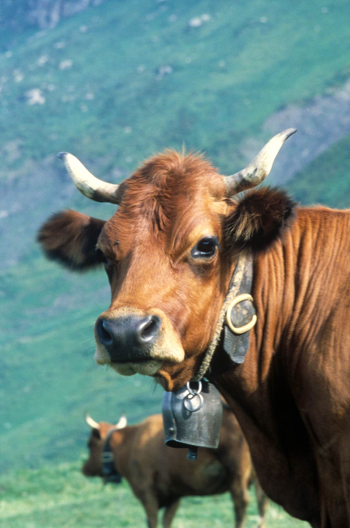 Expected Impact – SmartCow